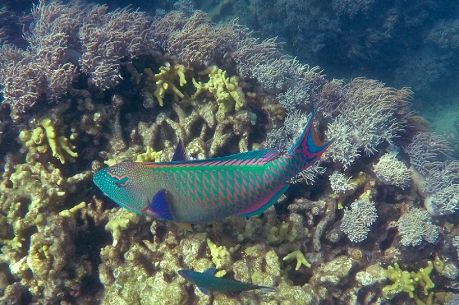 Moore Reef - Cairns-Tours