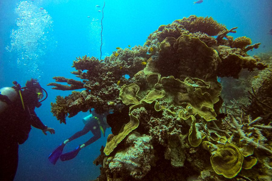 Fun Facts about the Great Barrier Reef - Sailing Whitsundays